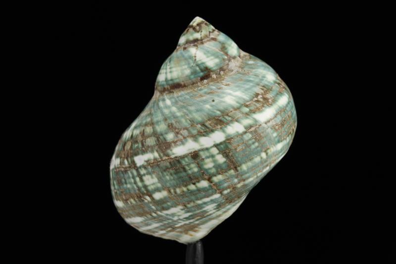 Sample of the element Calcium in the Periodic Table